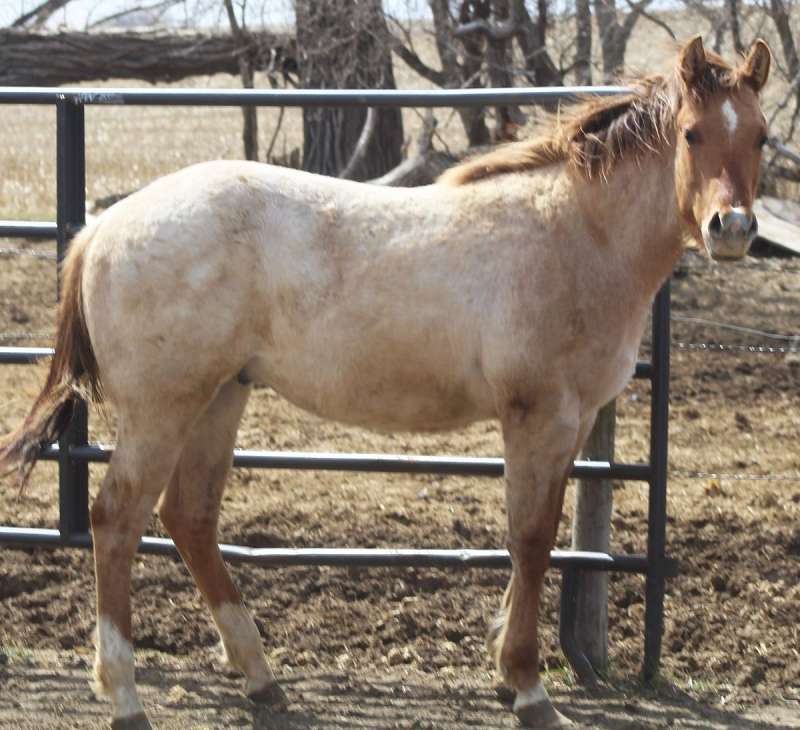 AQHA 2024 Red Dun Roan Pitzer Bred Colt
