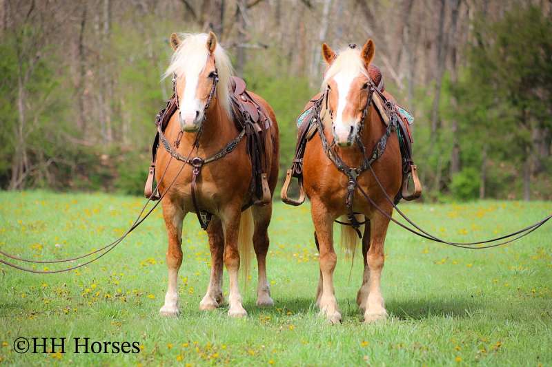 Gorgeous Team of Haflingers Mares, Ride and Drive, Gentle and Quiet