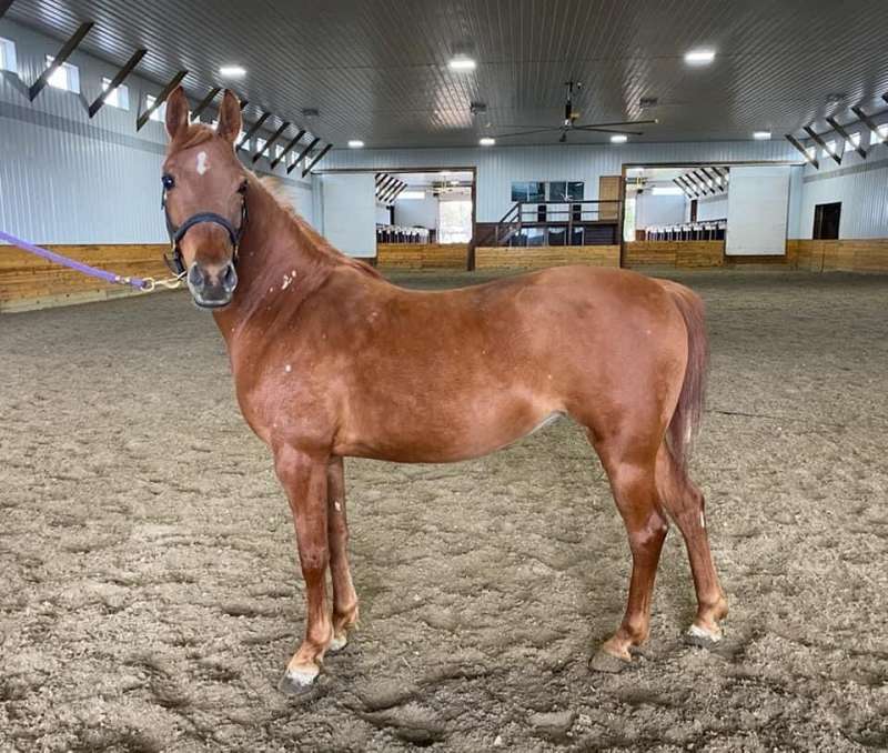 Registered Arabian Teen Favorite