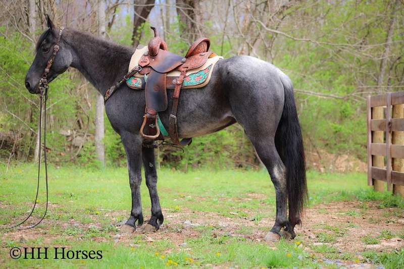 Gentle Naturally Gaited True Blue Roan Kentucky Mountain Mare, Smooth