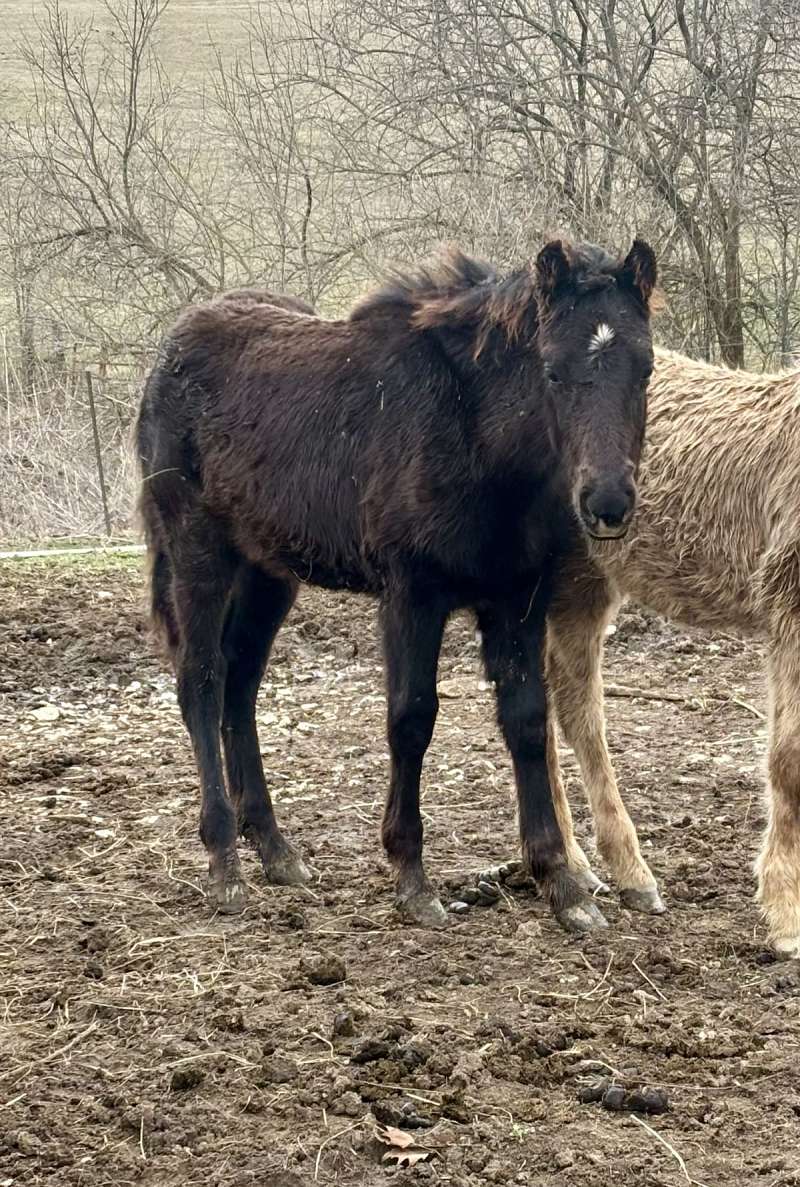 Well Bred Black Yearling Colt