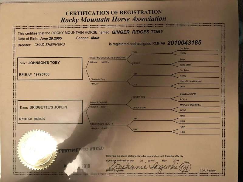 Well Bred Black Yearling Colt