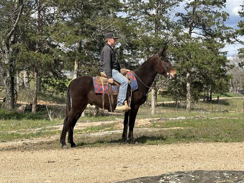 Nice John Mule Gentle Broke to Ride
