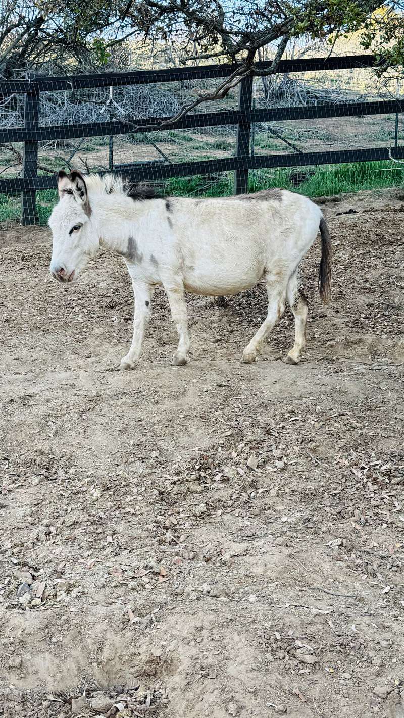 Paint Miniature Donkey - Pinto Miniature Donkey
