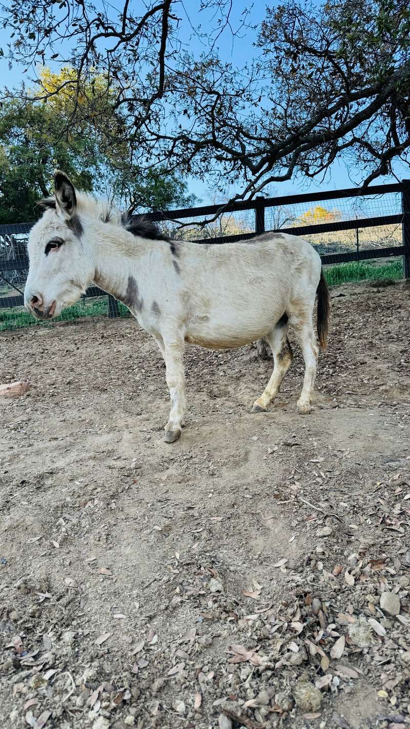 Paint Miniature Donkey - Pinto Miniature Donkey