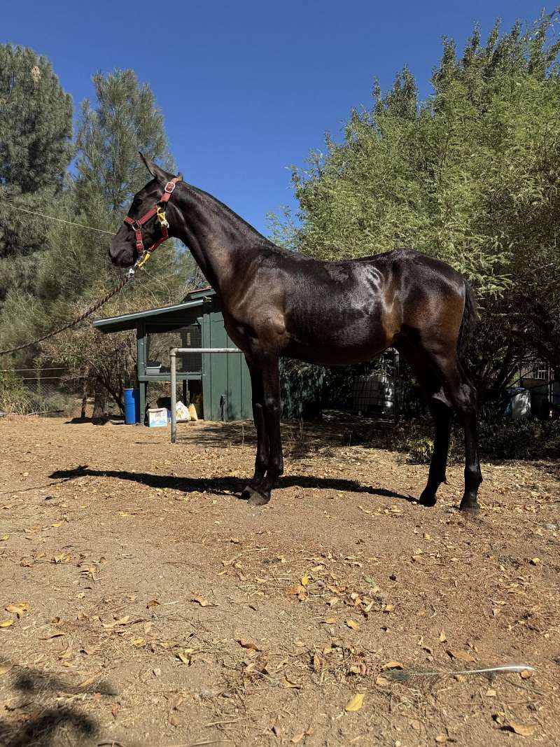 Colt RegistrÓ ANCCE