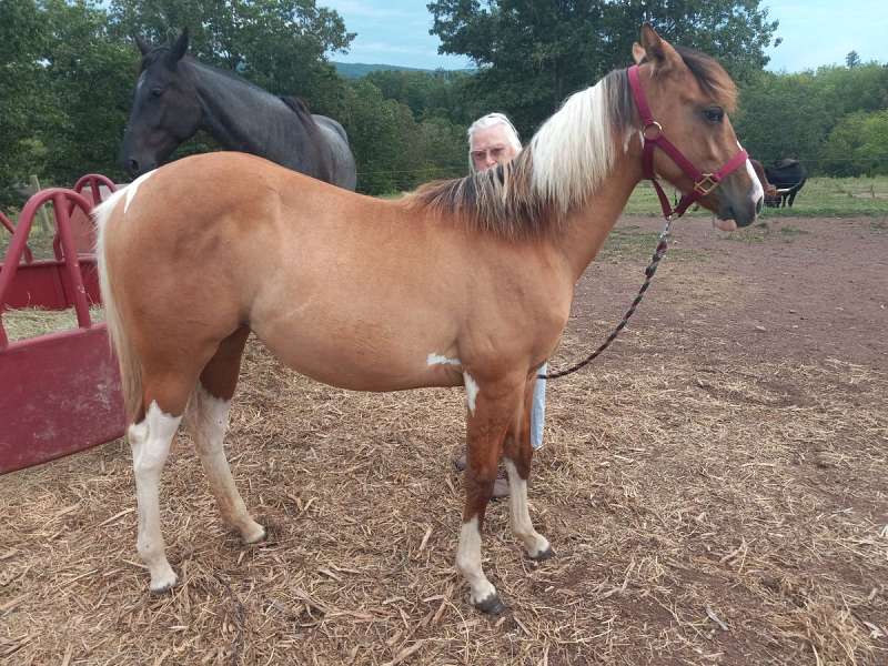 Tri- Color Dun Paint Filly