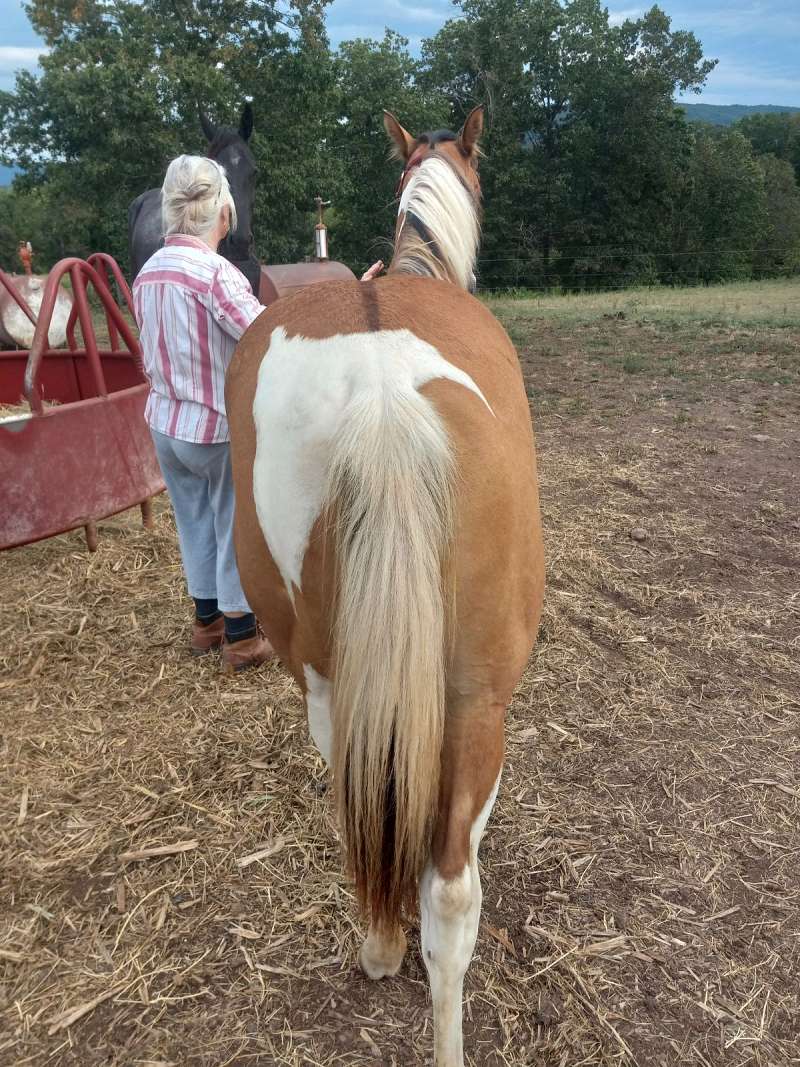 Tri- Color Dun Paint Filly