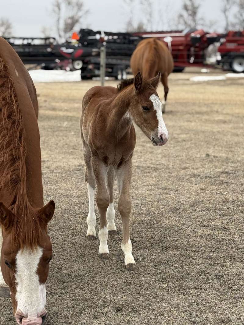 Titans Dakota Spook - Spook