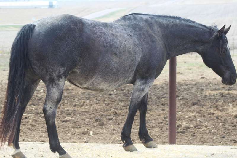 AQHA Lle Shaye, Beautiful Blue Roan Mare in Foal