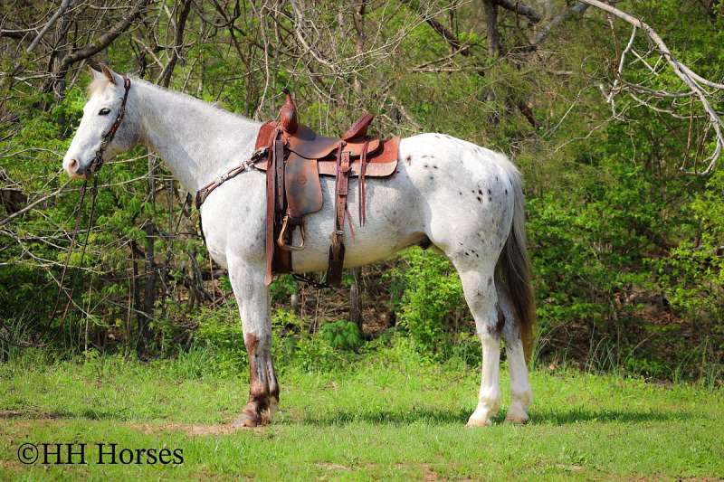 Big Fancy Registered Appaloosa Gelding, Well Trained, Show, Trail Ride