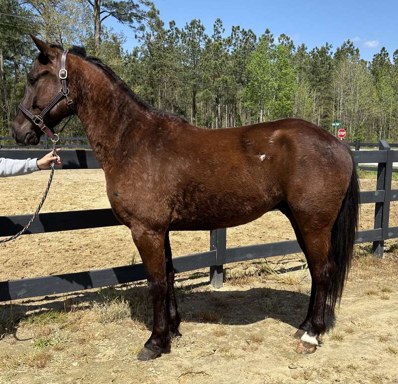 Bay QH Gelding