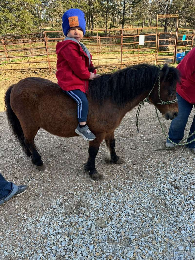 Sweetest Pony Gelding Broke to Ride - Chili Pepper
