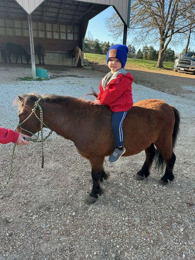 Sweetest Pony Gelding Broke to Ride - Chili Pepper