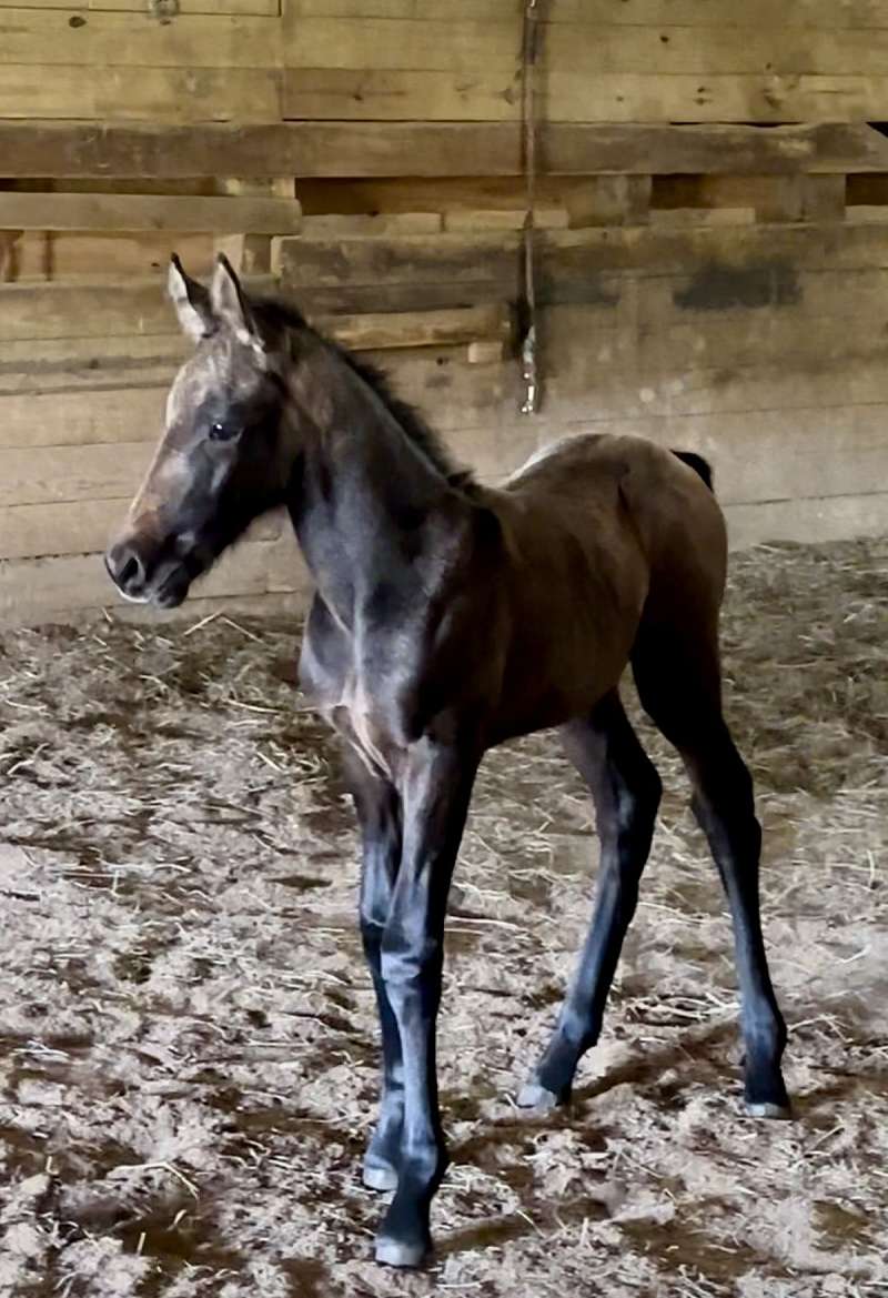 Friesian/AQHA Sporthorse Filly Witten Creek Foxyfrost