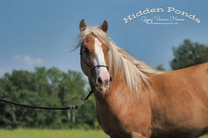 Golden Palomino Gypsy Vanner Stallion