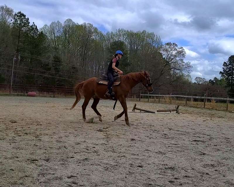 Senior Beginner Safe Gelding