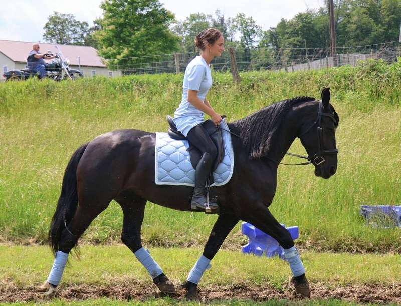 Versatile, Sweet, Fresian Cross Mare, Dressage, Trail, Western