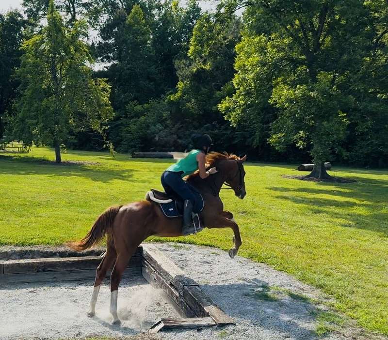 Appendix Gelding With All the Chrome!