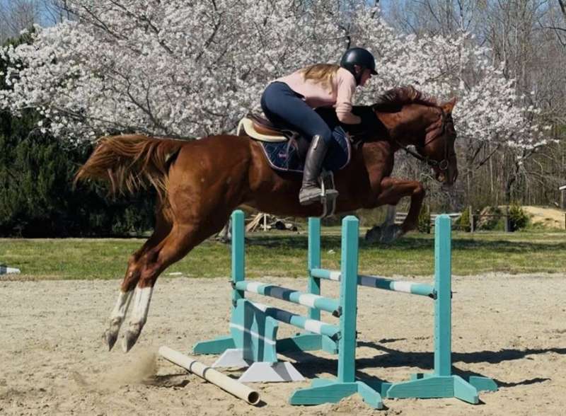 Appendix Gelding With All the Chrome!