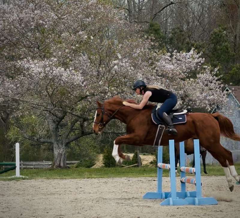 Appendix Gelding With All the Chrome!