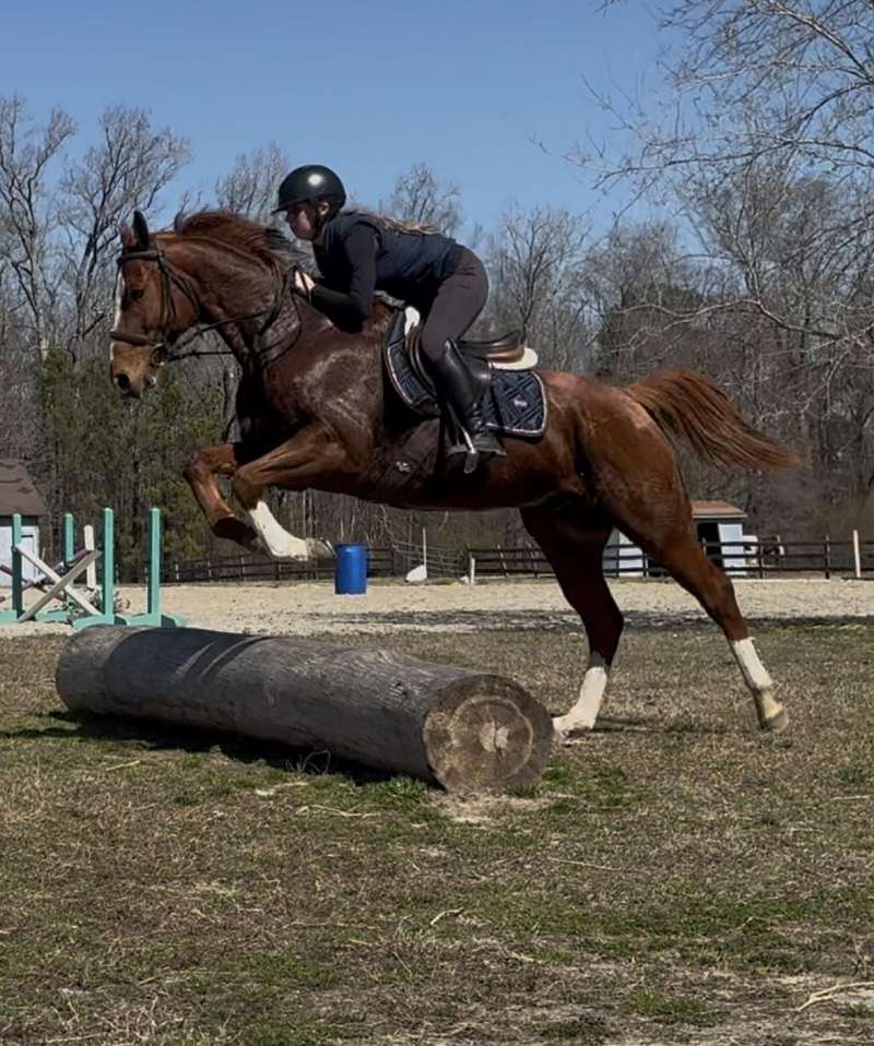 Appendix Gelding With All the Chrome!