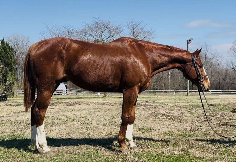 Appendix Gelding With All the Chrome!