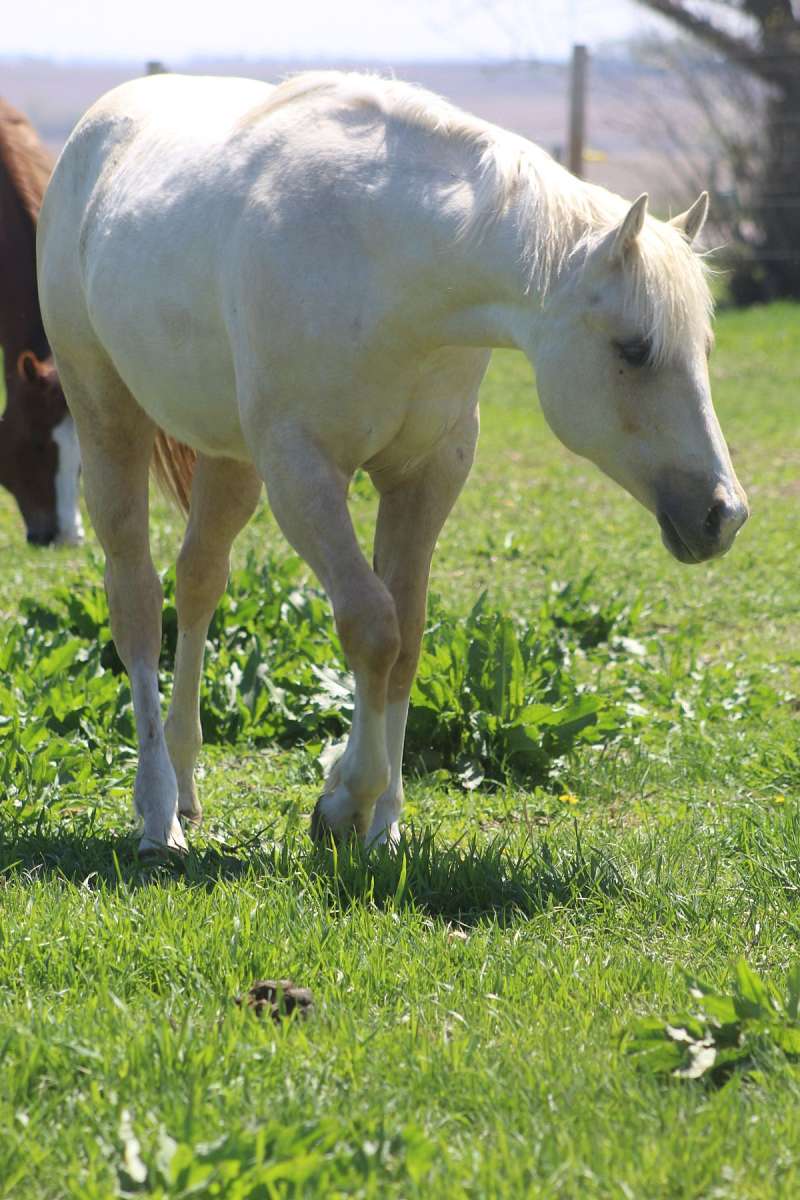 AQHA Pitzer Bred Filly With a Shot of Foundation, Lots of Chrome