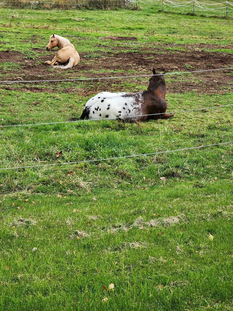 Registered Appaloosa Gelding