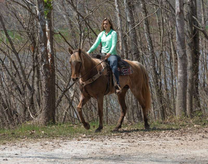 Cinnamon * Beautiful Registered Chocolate Roan Rocky Mountain Mare