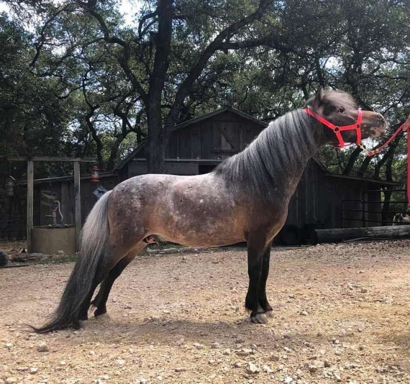 Handsome Appy Stallion