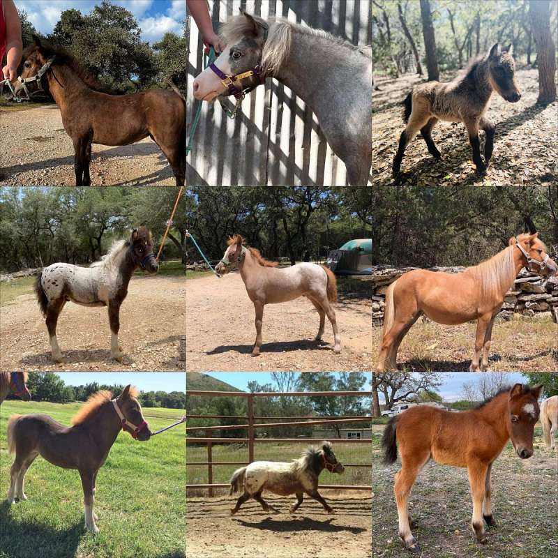 Handsome Appy Stallion