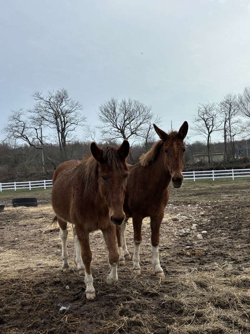 Bonded Pair of Mules