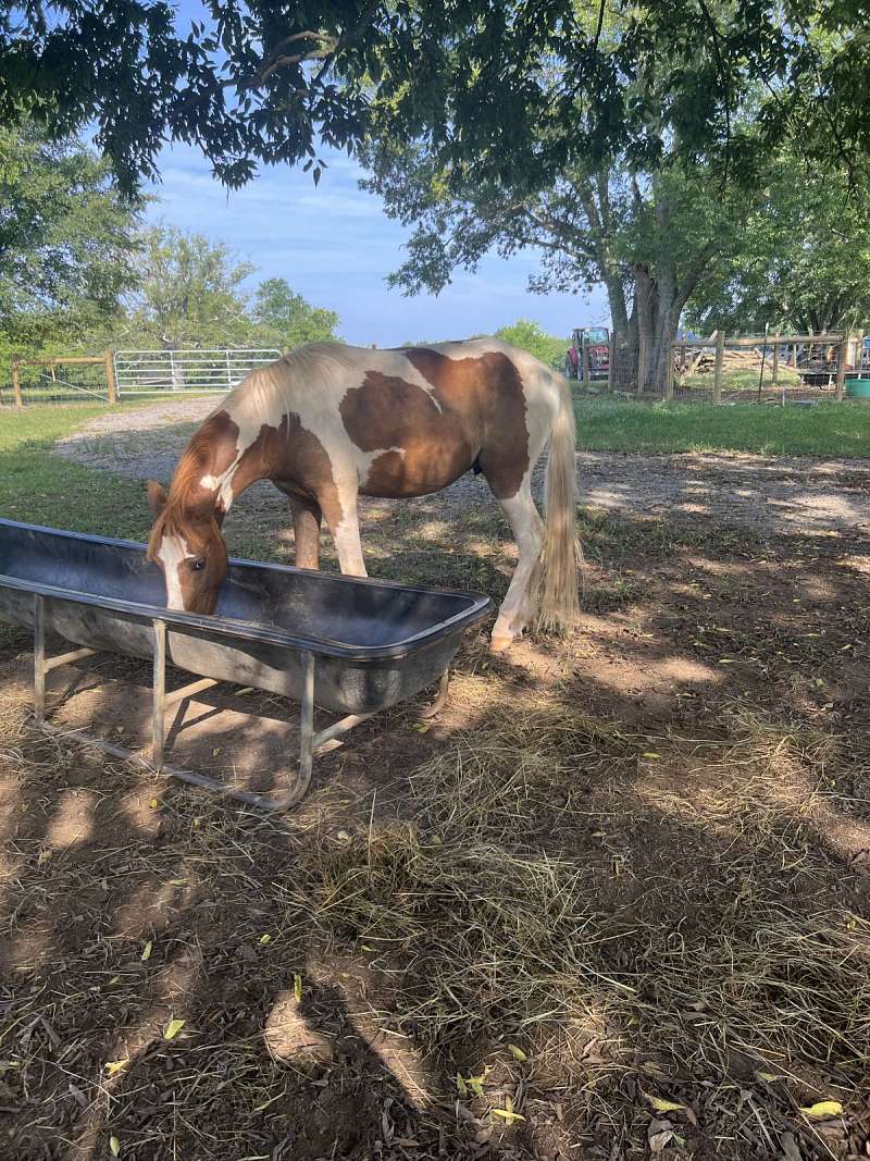 Island Born Chincoteague Pony Gelding