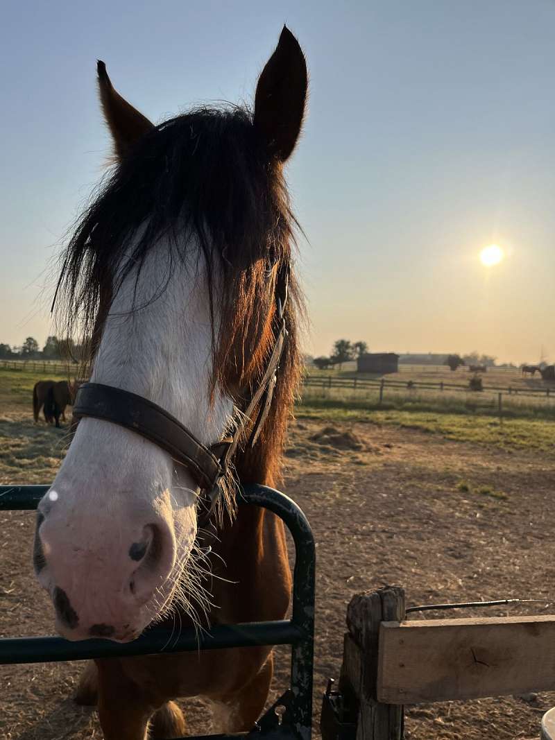 Starlet - Registered Clydesdale