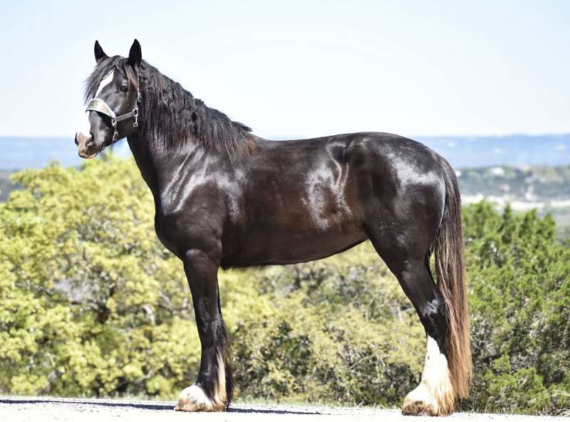 SHIRE Sport Horse Filly