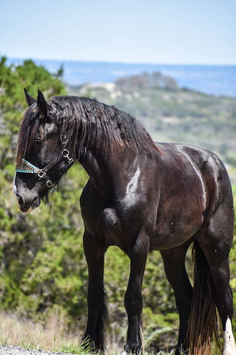 SHIRE Sport Horse Filly