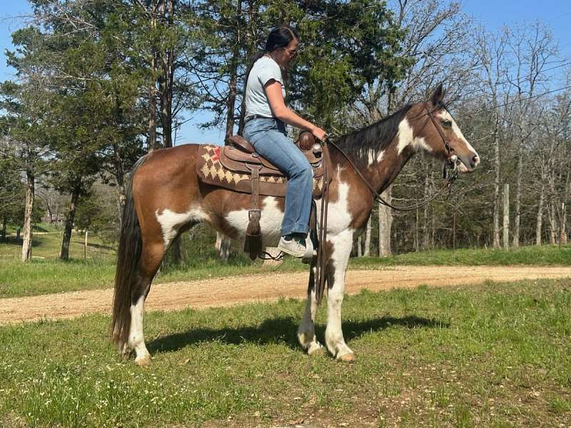 Gentle Trail Mare Broke to Ride - Trisha