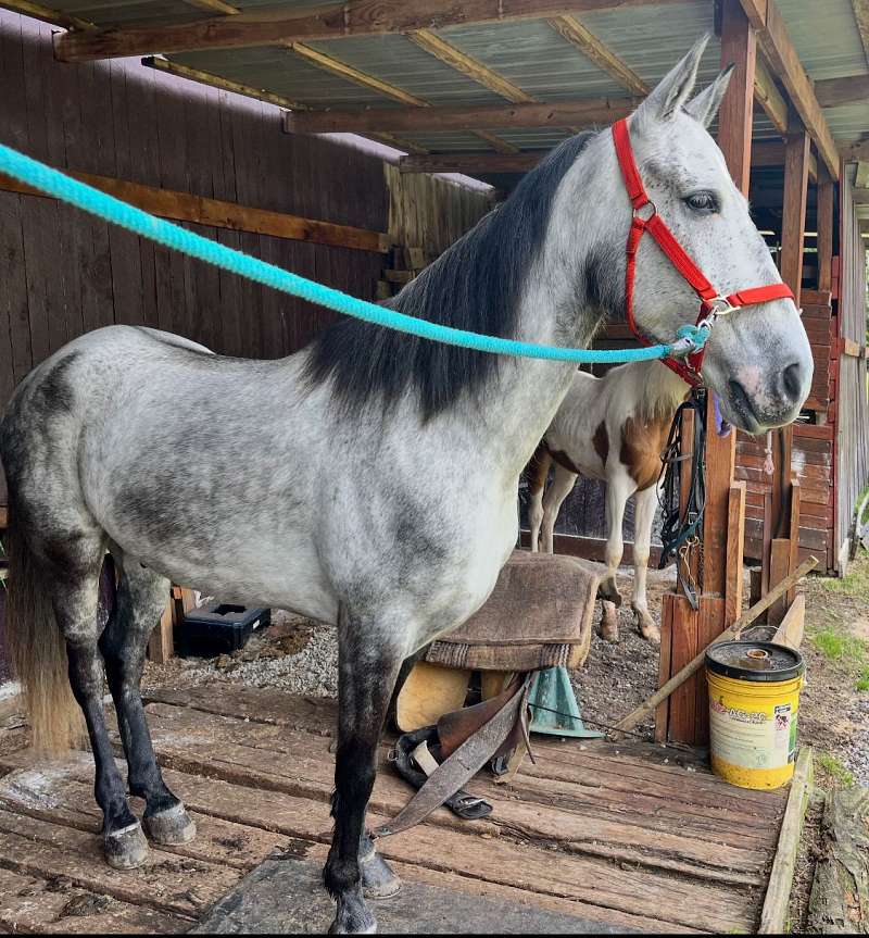 Grey Roan TWH Gelding