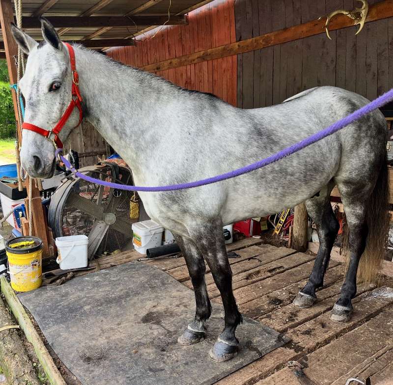Grey Roan TWH Gelding