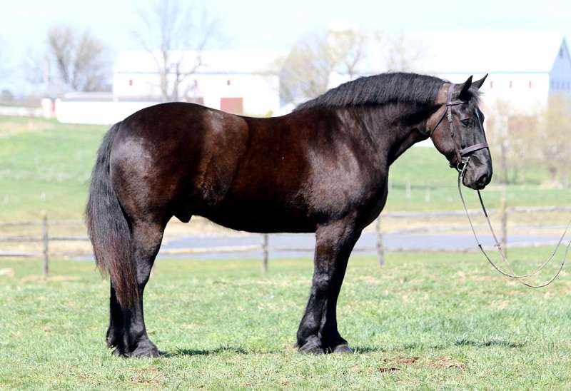 Goliath – 6yo, 17.3hh Percheron Gelding