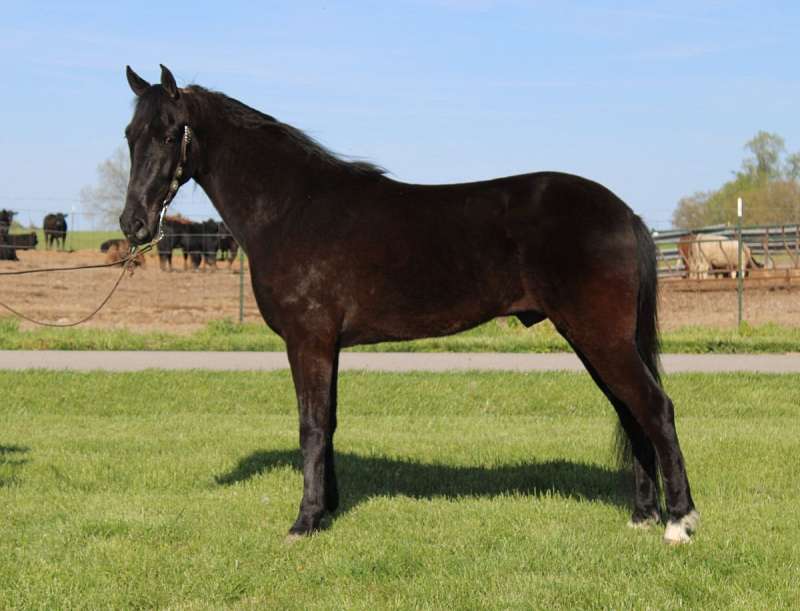 A Secret Sky: Big, Pretty, Gentle and Good Gaited!