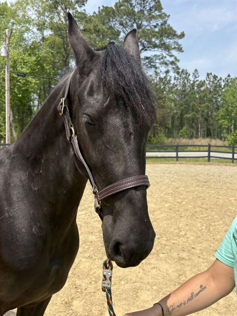 Friesian Morgan Mare