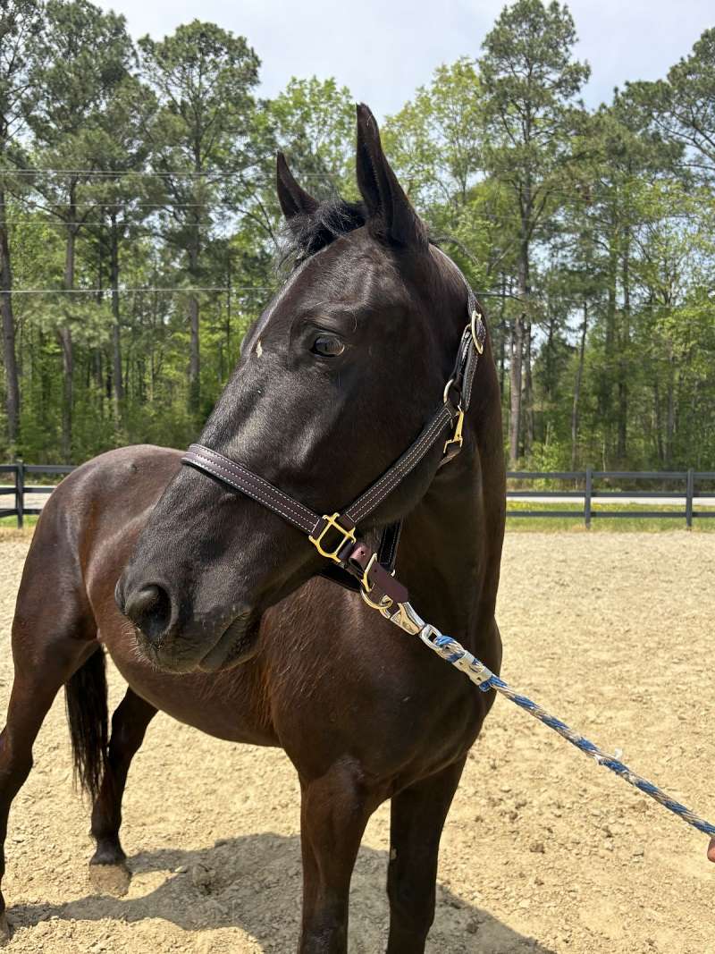 Friesian Cross Mare