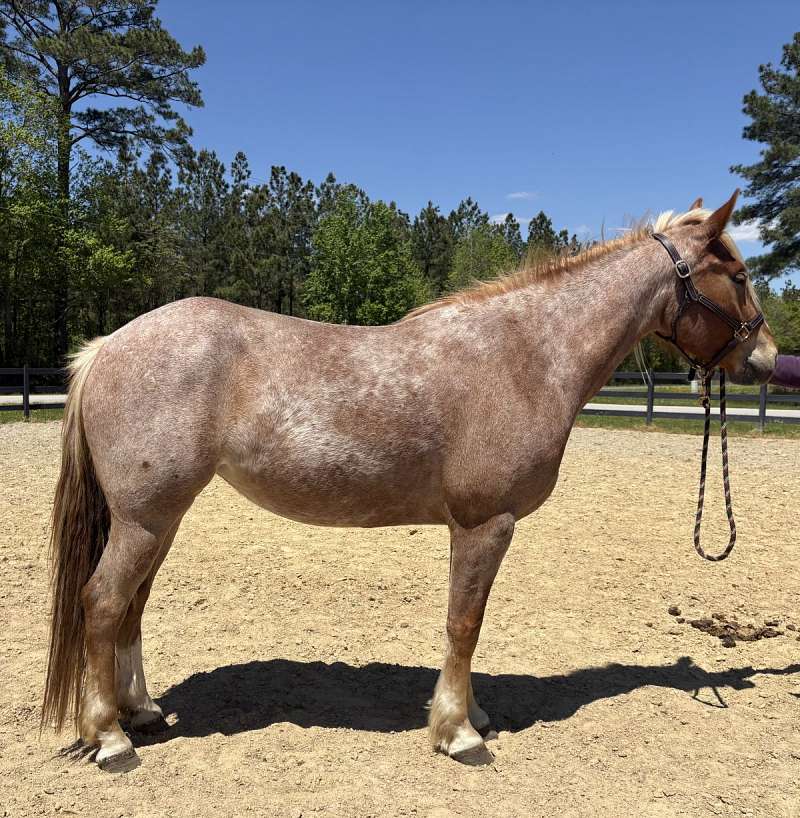 Red Roan Mare