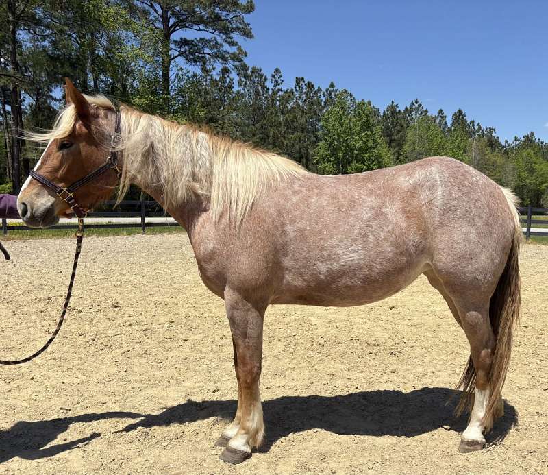 Red Roan Mare