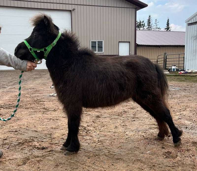 AMHA Smoky Black 29.75" Mare