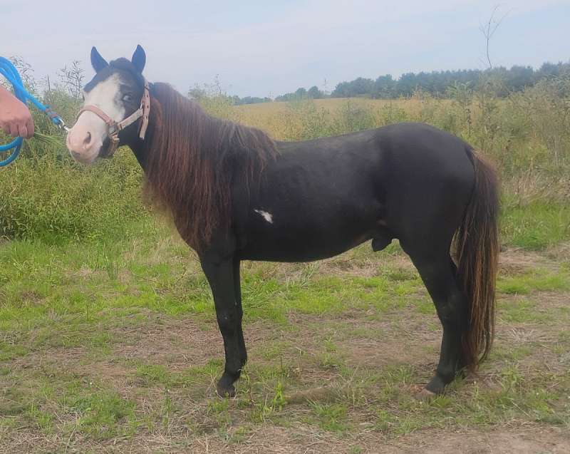 AMHA/AMHR Homozygous Black Frame Stallion Ltd Breeding
