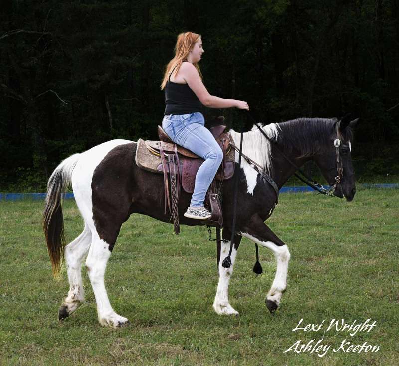 Flashy Trail Horse Delux!