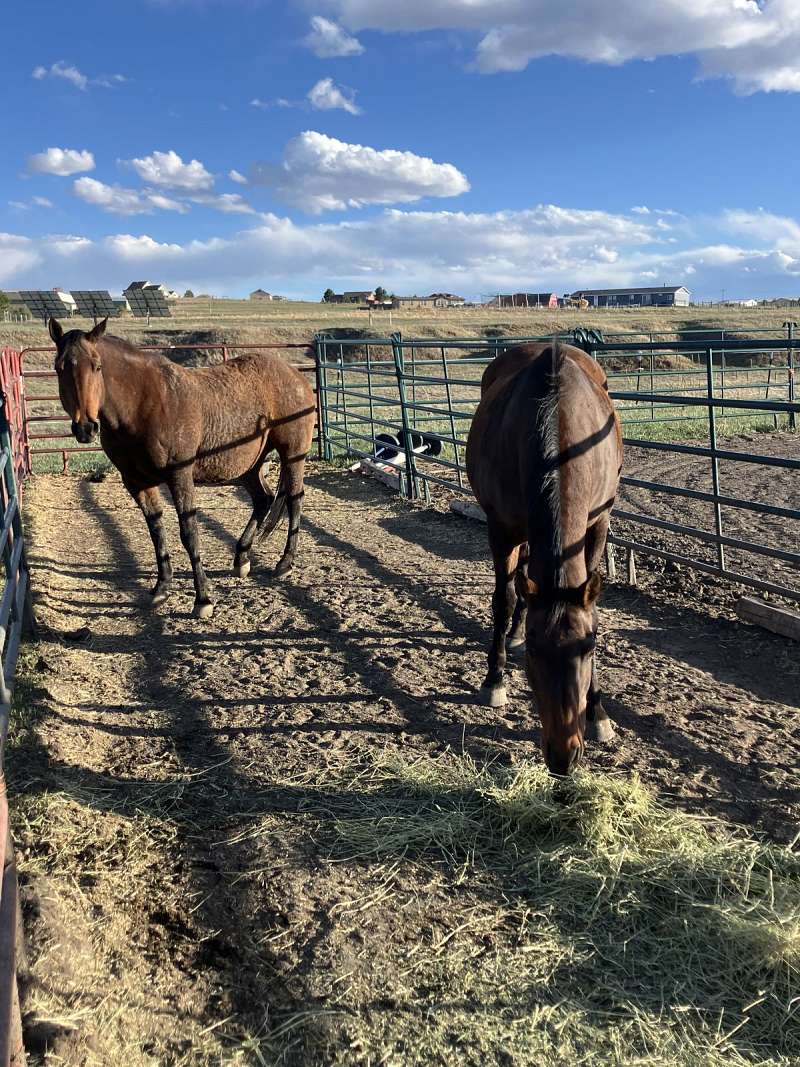 2 AQHA Broodmare Package